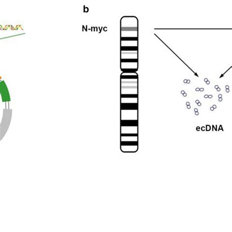 Gene Amplification Diagram Of Amplicons On Ecdna Or Hsr A Ecdna Download Scientific Diagram