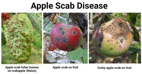 Apple Scab Disease Causes Symptoms Cycle Epidemiology