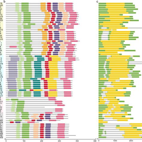 Gene Structure And Conserved Motif Of Bps Genes A The Evolution Tree