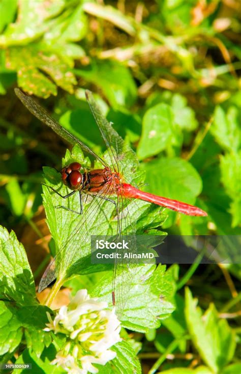 길고 얇은 몸체와 잔디에 두 쌍의 큰 투명 날개가있는 잠자리 세로 사진 검은색에 대한 스톡 사진 및 기타 이미지 검은색 곤충 글라이더 Istock