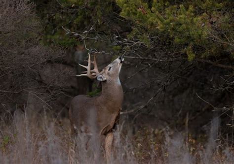 Do Deer Hibernate [answered] World Deer