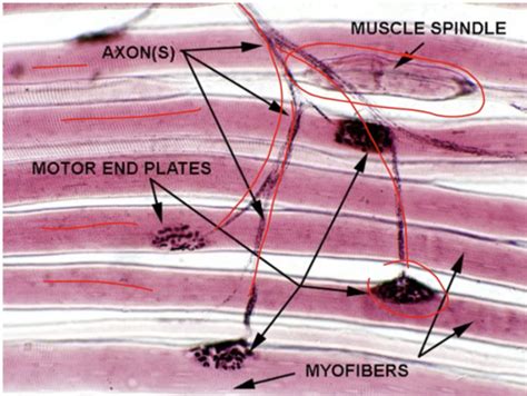 Lecture 13 Sensorimotor Integration And Reflexes Flashcards Quizlet