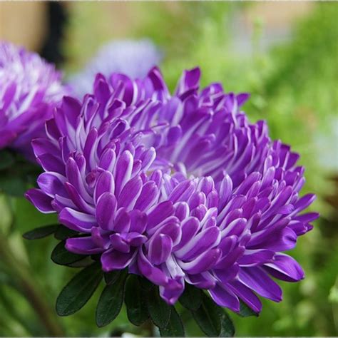 Купить семена Астра Седая Дама Синяя карликовая Сем Алт цп 0 2 гр в интернет магазине недорого