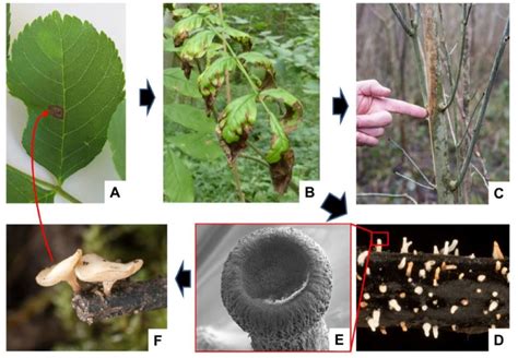 Ash Dieback Epidemic In Europe How Can Molecular Technologies Help