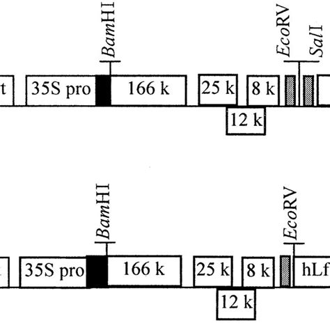 Structure Of Pvx Based Binary Vectors 166 K Replicase Gene Of Pvx 25 Download Scientific