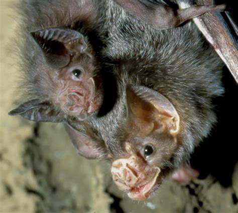 Vampire Bat Gestation Period At Aidan Zichy Woinarski Blog