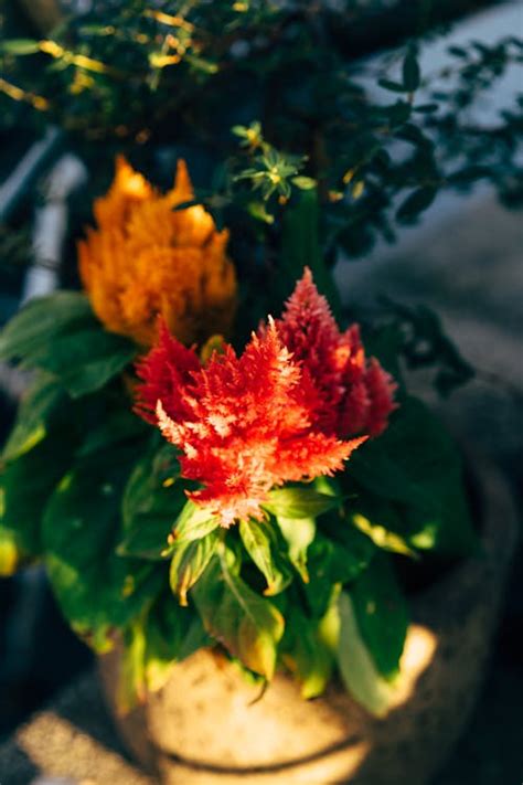 경치 관상용 식물 깃털 꽃 디스플레이 깃털꽃 꽃 꽃무늬 꽃의 기교 나뭇잎 무성한 밝은 셀로시아 꽃 번성하는 셀로시아 벨벳 같은 꽃 질감 복잡한 꽃무늬