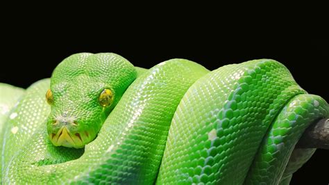 Sets En Python Netinetidesign