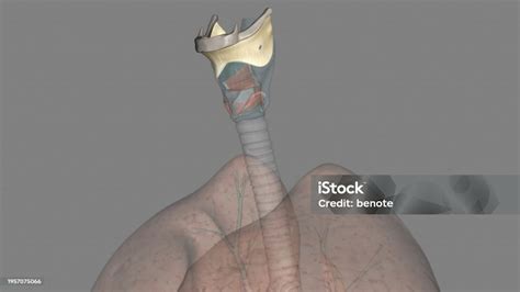 Thyrohyoid Membrane Connects The Thyroid Cartilage To The Hyoid Bone