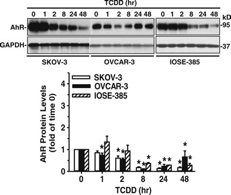 Tetrachlorodibenzo P Dioxin TCDD Inhibits Human Ovarian Cancer Cell Proliferation