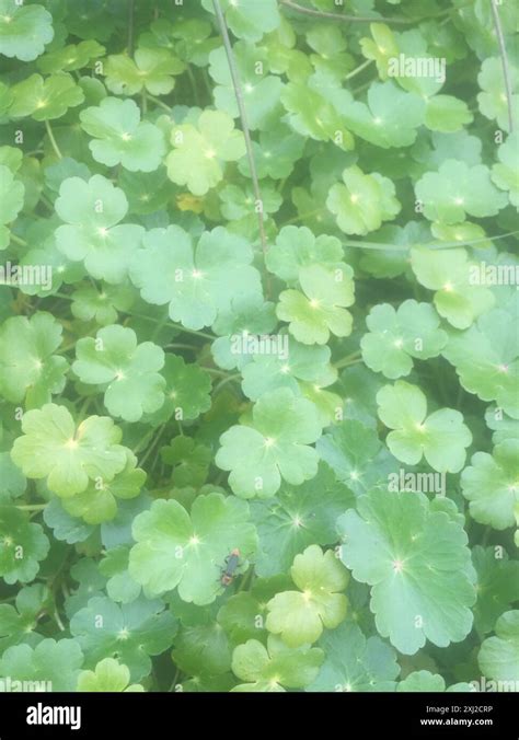 Floating Marsh Pennywort Hydrocotyle Ranunculoides Plantae Stock Photo Alamy