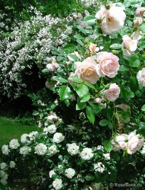 Сад участника Ольга Риис [Arlekino] :: Энциклопедия роз | Rose flower ...
