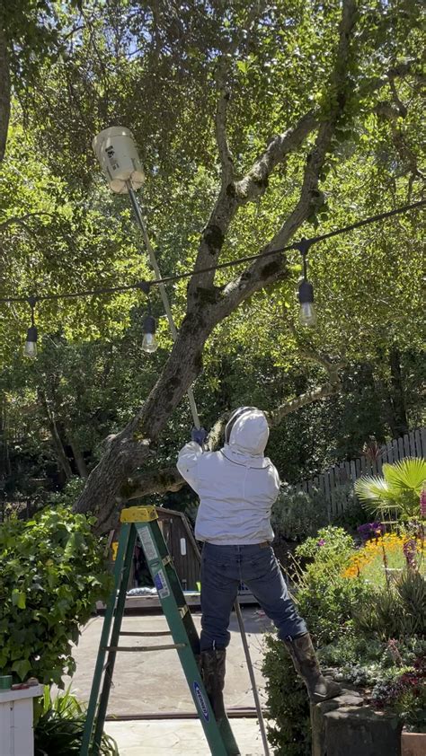 Gathering A Swarm After Our Hive Split Rinterestingasfuck