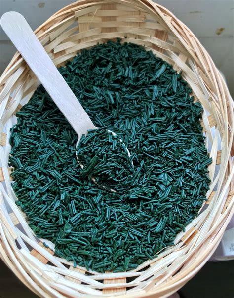 Spiruline française pure en paillettes - WEST SPIRULINE