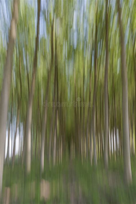 Abstract Motion Blur Of Trees In A Forest Stock Image Image Of