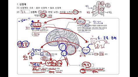 중3 4단원 자극과 반응 6 뇌의 구조와 기능중추 신경계 Youtube