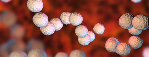 Streptococcal Screen