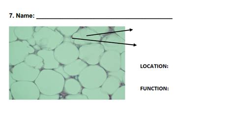 Solved Name LOCATION FUNCTION Name LOCATION Chegg