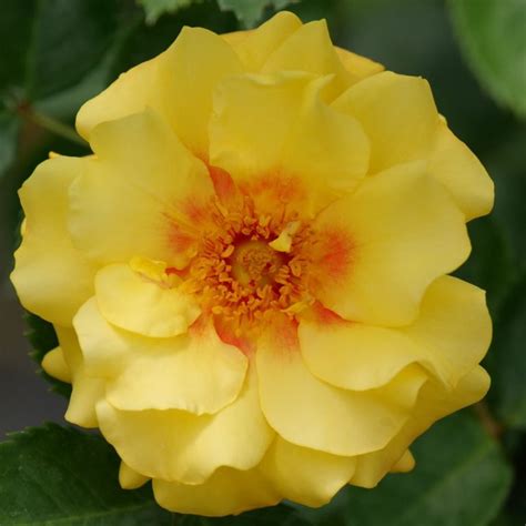 Oso Easy Peasy® Landscape Rose Proven Winners Colorchoice Flowering