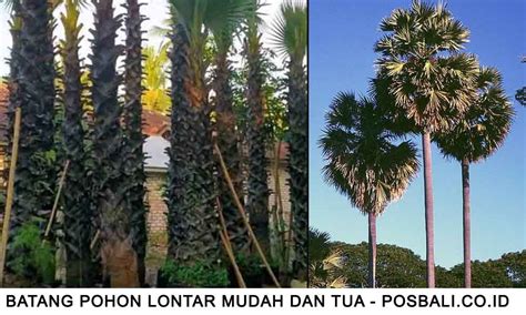 Pohon Lontar
