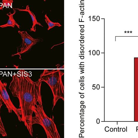 Distribution Of F‐actin Protein Upon Inhibition Of The Smad3 Signaling Download Scientific