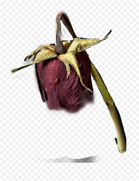 Roserosesdeadflowergetbent Fritillaria Emojidead Flower Emoji Free