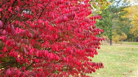 10 Problematic Invasive Plants In Rhode Island And 20 Natives To Plant