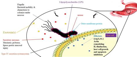 Schematic Diagram Of H Pylori Infection And Virulence Factors