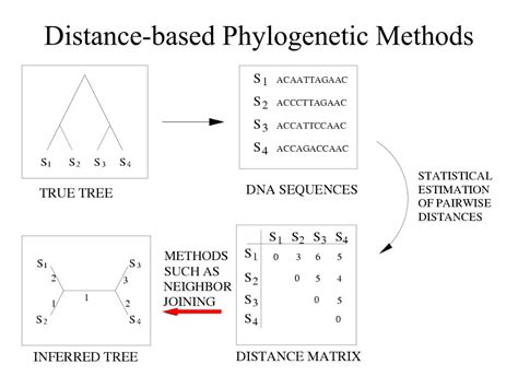 Ppt Computational Methods In Phylogenetic Analysis Powerpoint