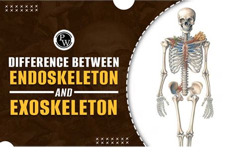 Difference Between Endoskeleton And Exoskeleton With Functions