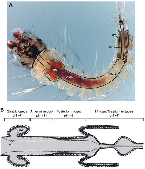 Anopheles Gambiae Larvae