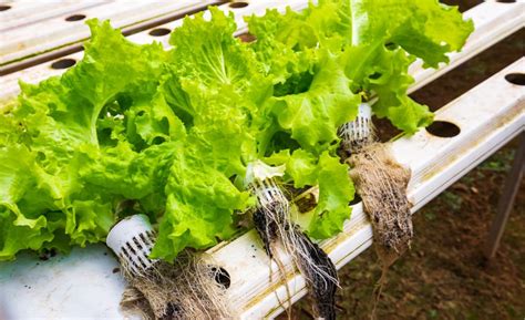 Stayin Alive How To Prevent Root Rot In Hydroponics General Hydroponics Guide