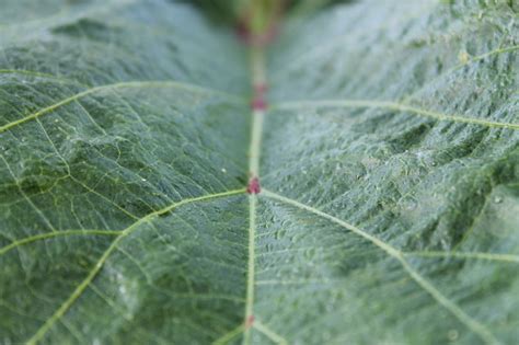 매크로 사진의 자연 그린 리프 패턴 배경으로 사용 하기 위해 0명에 대한 스톡 사진 및 기타 이미지 0명 개념 개념과 주제 Istock