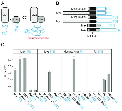 Rluc Pca Design And Quantification Of Cellular Myc Max Complexes A Download Scientific