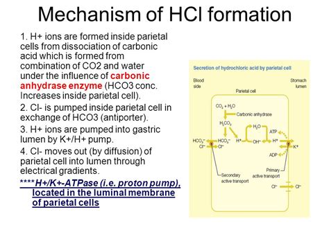 Gastric And Intestinal Secretion Ppt Video Online Download