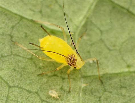 Scale Insect BugGuide Net