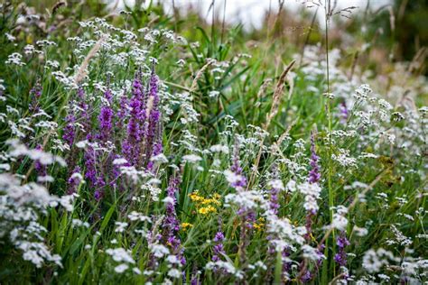 Marginal Plant Community Stock Image Image Of Wildlife