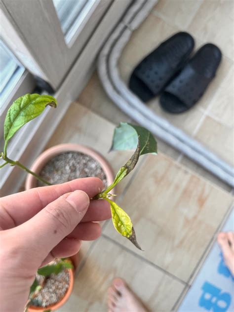 내공100 아보카도 잎이 말라가요 지식in