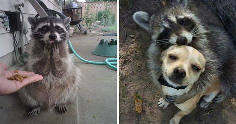 50 Times Trash Pandas Acted So Cute Or Funny People Just Had To