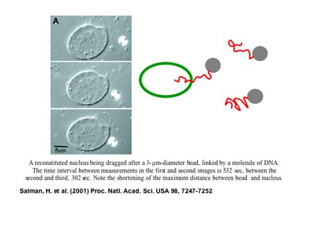 Translocation