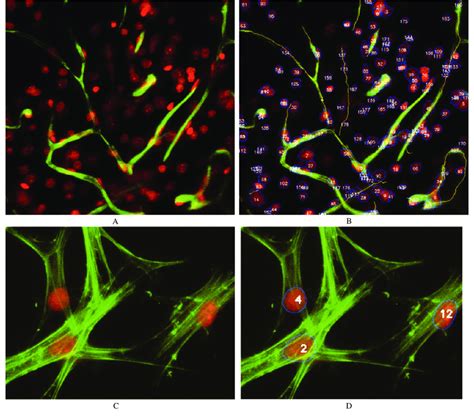 14 Image Analysis Examples Illustrating A Blob Like Objects Nuclei Download Scientific