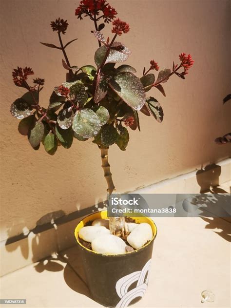 선인장 선인장 및 다육 식물의 전체 프레임 배경 이미지가 정원 센터 또는 시장 포장 마차 선반에 있습니다 흰색 배경에 격리된 냄비에 있는 선인장흰색 배경에 격리된 냄비 0