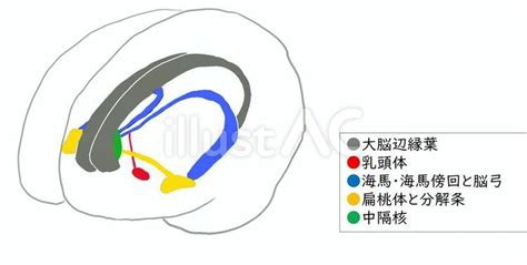 大脳辺縁系イラスト No 23653489｜無料イラスト・フリー素材なら「イラストac」