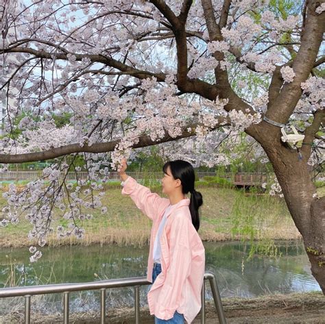 김포 계양천 산책로 사우벚꽃길 아침모습 Feat 김포 강화 벚꽃스팟 추천 네이버 블로그