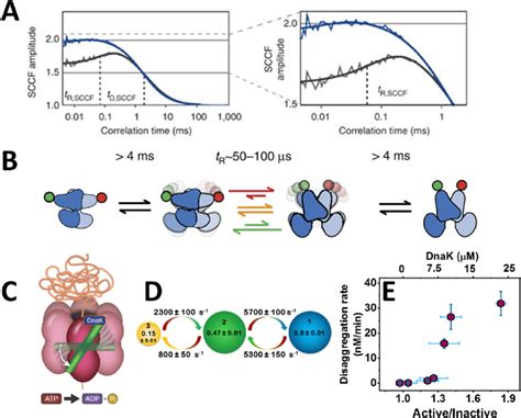 Ultrafast Domain Motions In Proteins And Relation To Function Ii [ A Download Scientific
