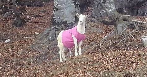 Goat Simulator Irl Oc Imgur