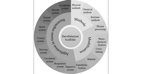 Biomedical Application Of Decellularized Scaffolds Acs Applied Bio Materials