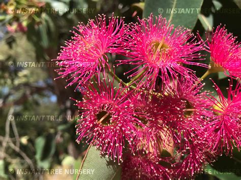 Marri Corymbia Calophylla