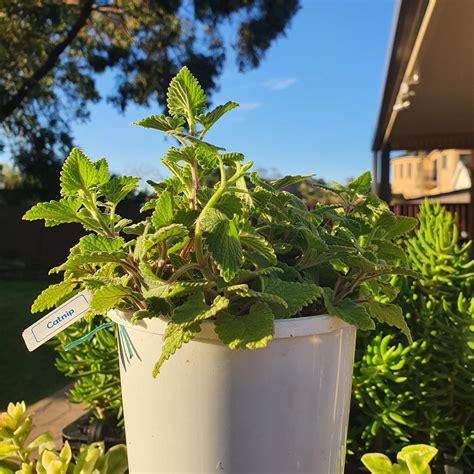 Cat S Favourite Catnip Plant Repels Insects Too