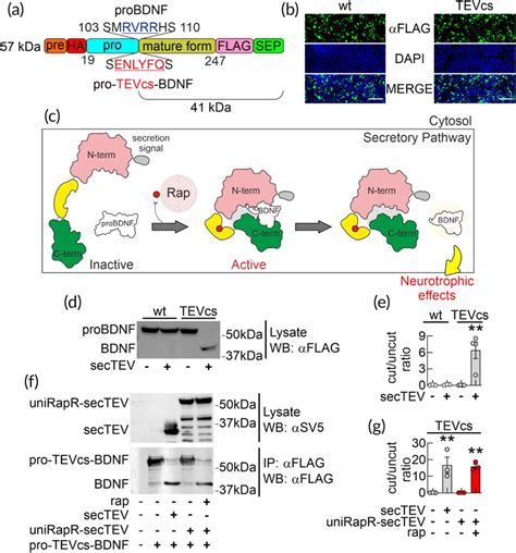 Testing Unirapr‐tev To Control Pro‐tevcs‐bdnf Processing In Living